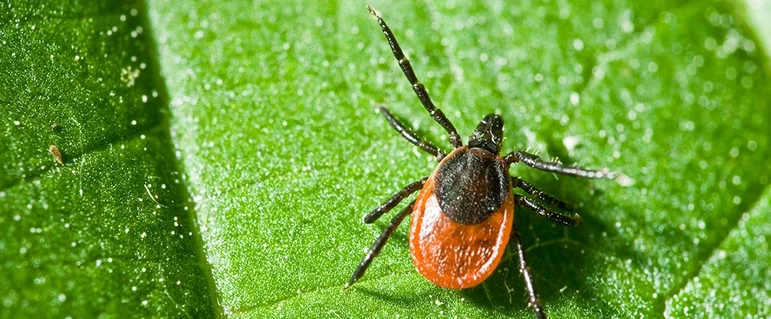 Talking Ticks: The Deer Tick Life Cycle | Pure Solutions